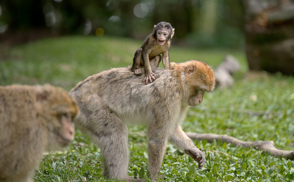 Affenberg Salem | Der Bodensee-Radweg